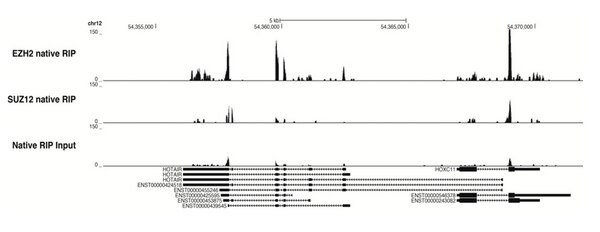 EZ-Magna Nuclear RIP™ (Native)Nuclear RNA-Binding Protein ...